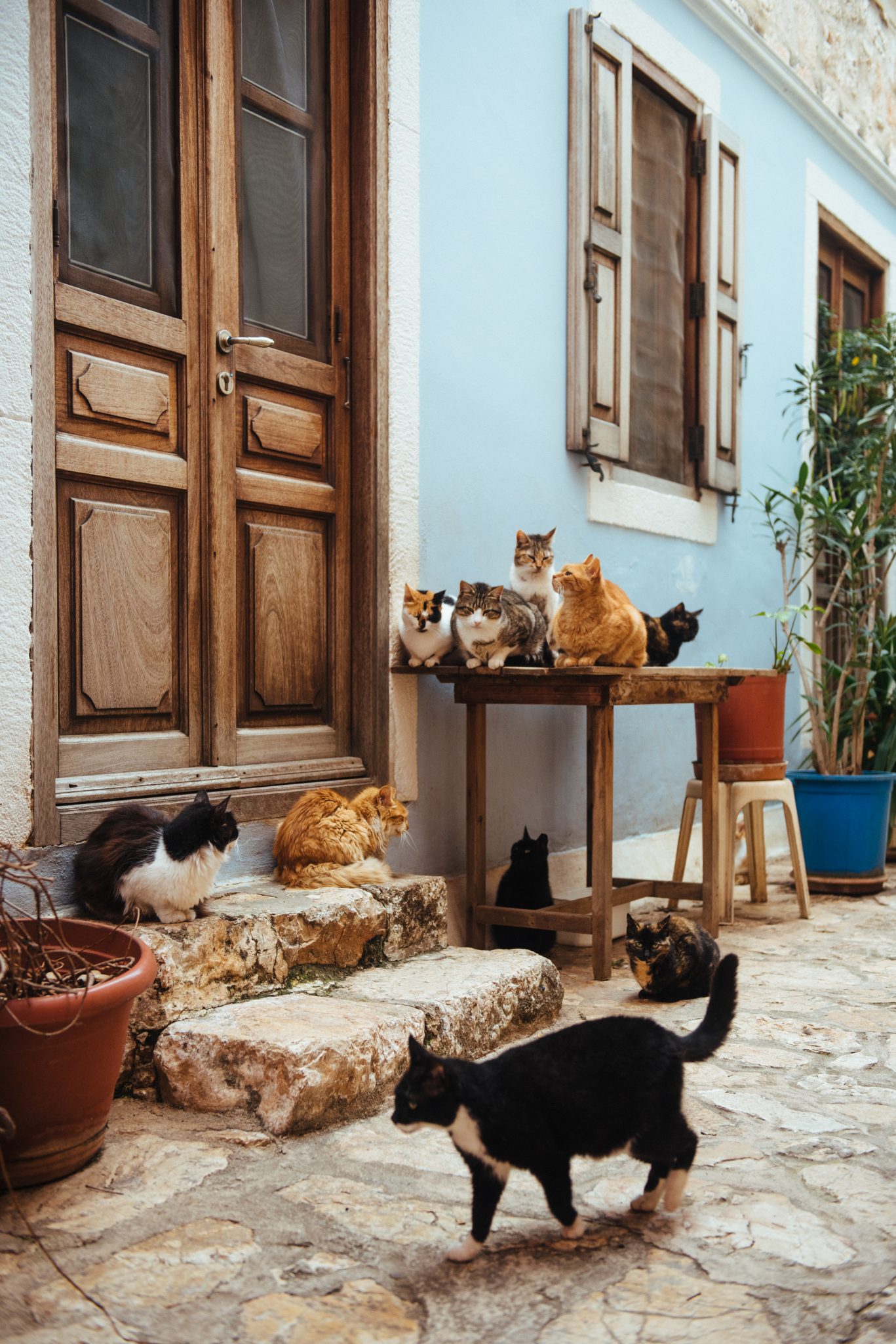 About Us – Greek Cat Welfare Society (UK)
