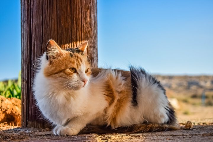 Homepage - Greek Cat Welfare Society (UK)