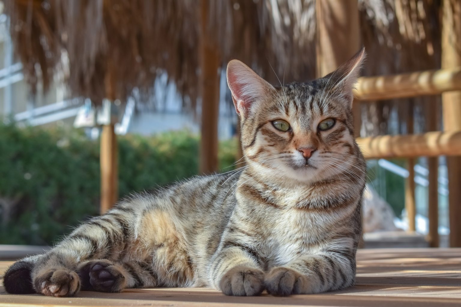 Cat Re-homing - Greek Cat Welfare Society (UK)