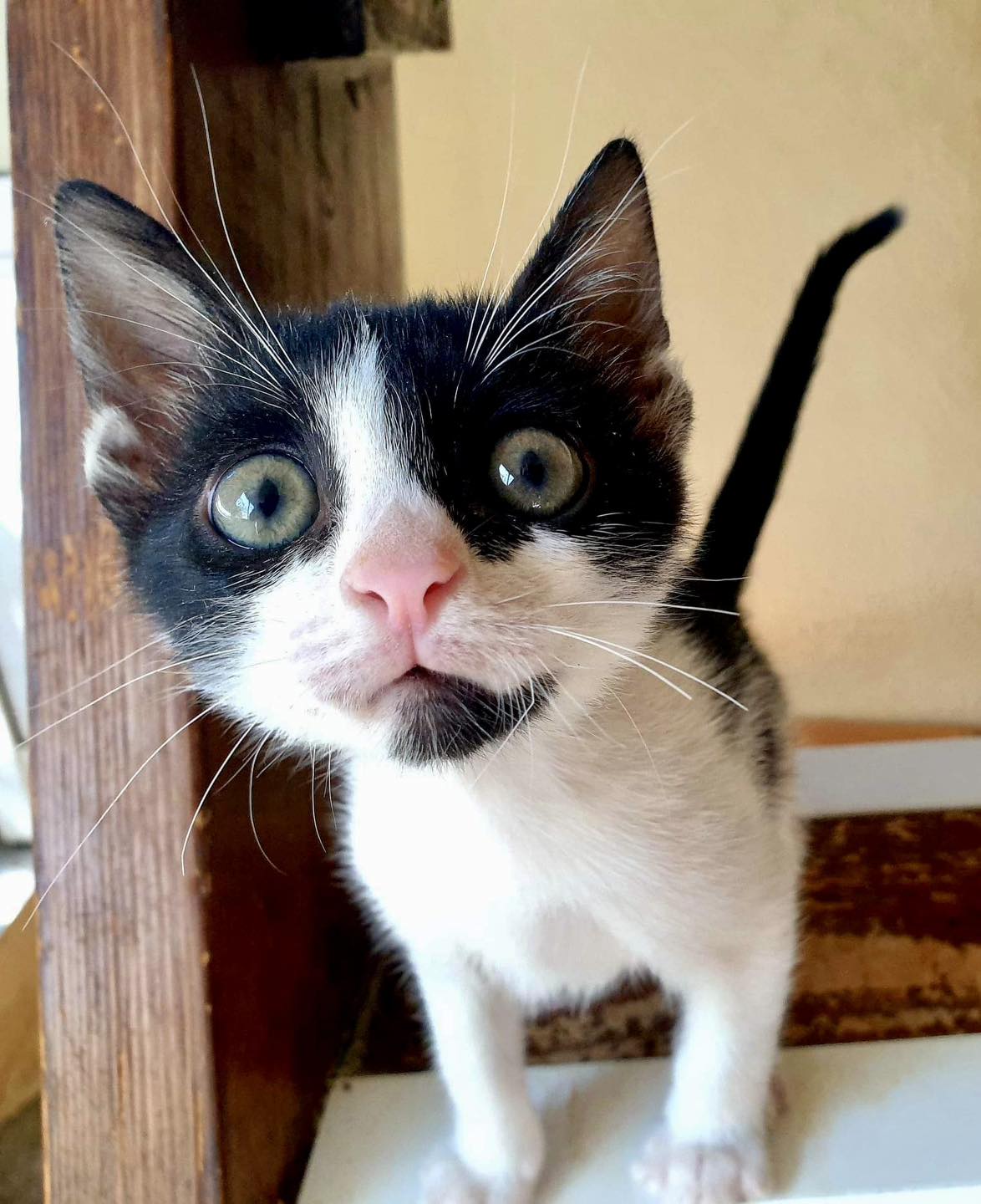 VOCAL – helping the cats of Crete – Greek Cat Welfare Society (UK)